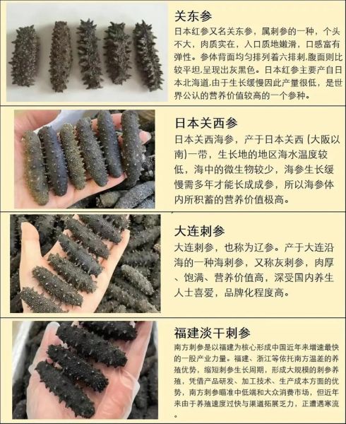海参种类有哪些_海参营养价值高吗-第3张图片-山城妙识 海参种类有哪些_海参营养价值高吗-第3张图片-山城妙识