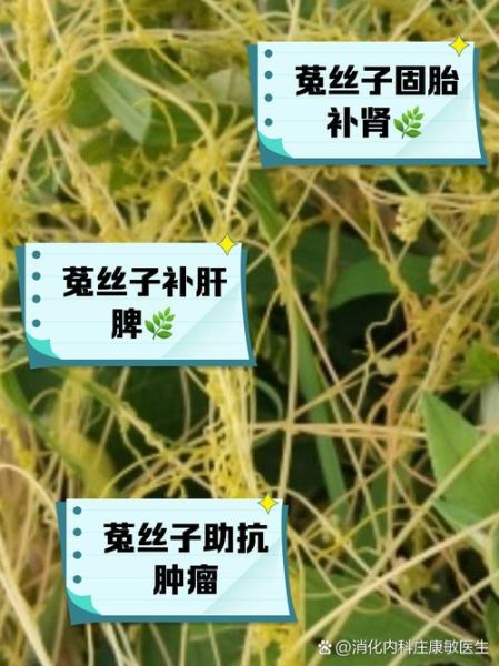 菟丝子的功效与作用_菟丝子怎么吃补肾-第2张图片-山城妙识 菟丝子的功效与作用_菟丝子怎么吃补肾-第2张图片-山城妙识