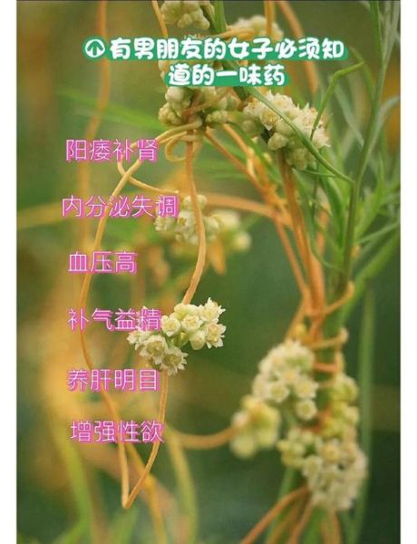 菟丝子的功效与作用_菟丝子怎么吃补肾-第1张图片-山城妙识 菟丝子的功效与作用_菟丝子怎么吃补肾-第1张图片-山城妙识