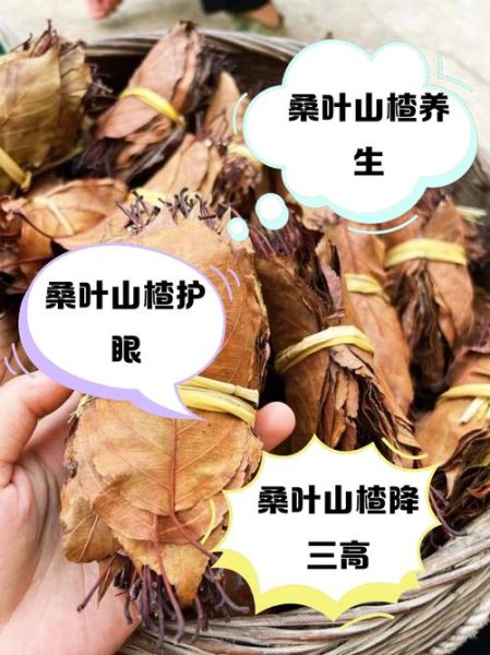 山楂叶能降尿酸吗_山楂叶降尿酸效果怎么样-第1张图片-山城妙识 山楂叶能降尿酸吗_山楂叶降尿酸效果怎么样-第1张图片-山城妙识