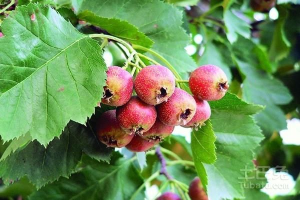 山楂叶能降尿酸吗_山楂叶降尿酸效果怎么样-第3张图片-山城妙识 山楂叶能降尿酸吗_山楂叶降尿酸效果怎么样-第3张图片-山城妙识