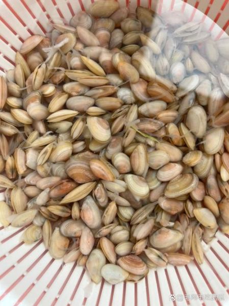 海瓜子怎么清洗_海瓜子做法大全-第3张图片-山城妙识 海瓜子怎么清洗_海瓜子做法大全-第3张图片-山城妙识