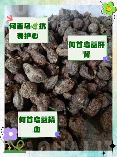 制首乌的功效与作用_如何正确服用制首乌-第1张图片-山城妙识 制首乌的功效与作用_如何正确服用制首乌-第1张图片-山城妙识