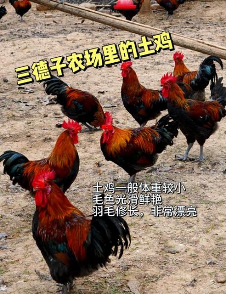 中国土鸡品种排行榜_哪种土鸡最好吃-第2张图片-山城妙识 中国土鸡品种排行榜_哪种土鸡最好吃-第2张图片-山城妙识