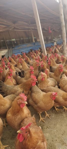 中国土鸡品种排行榜_哪种土鸡最好吃-第1张图片-山城妙识 中国土鸡品种排行榜_哪种土鸡最好吃-第1张图片-山城妙识