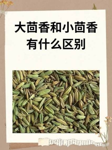 小茴香能治失眠吗_小茴香籽助眠怎么吃-第3张图片-山城妙识 小茴香能治失眠吗_小茴香籽助眠怎么吃-第3张图片-山城妙识