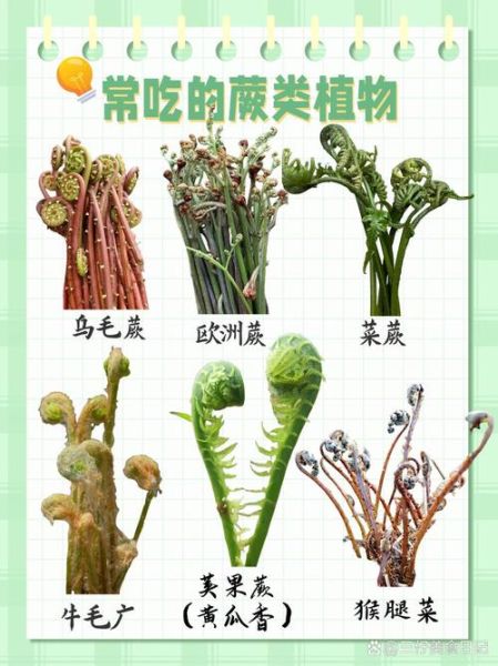 吃蕨菜有什么好处_蕨菜营养价值高吗-第3张图片-山城妙识 吃蕨菜有什么好处_蕨菜营养价值高吗-第3张图片-山城妙识