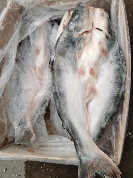 巴沙鱼多少钱一斤_巴沙鱼价格为什么差别大-第1张图片-山城妙识 巴沙鱼多少钱一斤_巴沙鱼价格为什么差别大-第1张图片-山城妙识