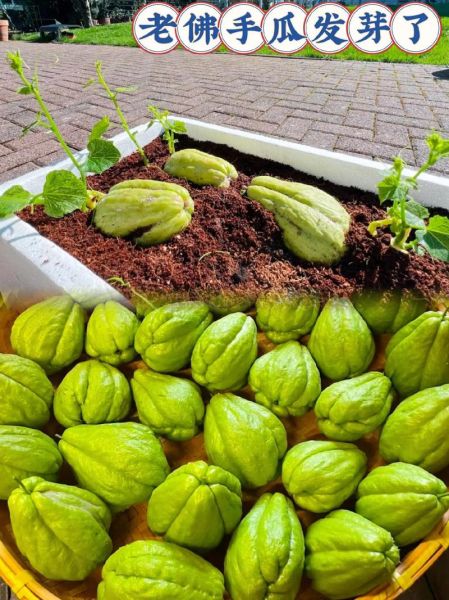 佛手瓜种植哪头朝上_发芽更快-第3张图片-山城妙识 佛手瓜种植哪头朝上_发芽更快-第3张图片-山城妙识