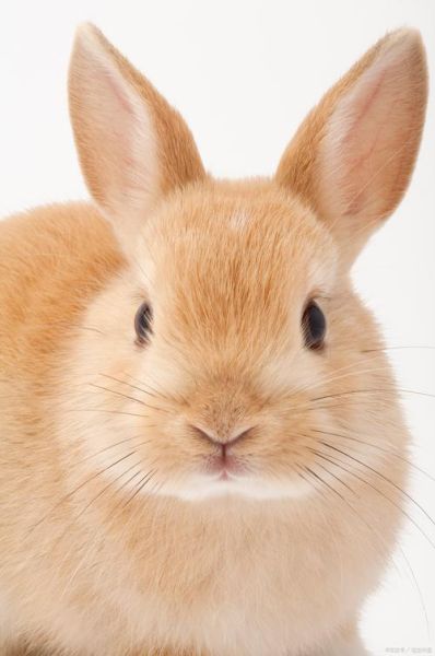 兔子图片大全大图_哪里找高清无水印-第2张图片-山城妙识