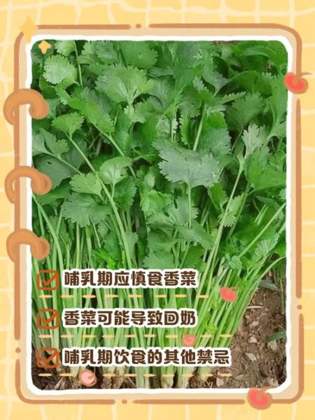 哺乳期能吃香菜吗_香菜回奶还是下奶-第1张图片-山城妙识 哺乳期能吃香菜吗_香菜回奶还是下奶-第1张图片-山城妙识