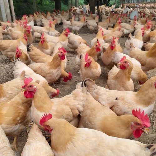 三黄鸡多少钱一斤批发_三黄鸡批发价格行情-第1张图片-山城妙识 三黄鸡多少钱一斤批发_三黄鸡批发价格行情-第1张图片-山城妙识