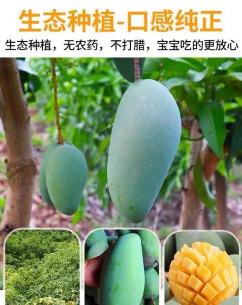 大青芒果怎么算熟_如何判断大青芒果成熟-第2张图片-山城妙识 大青芒果怎么算熟_如何判断大青芒果成熟-第2张图片-山城妙识