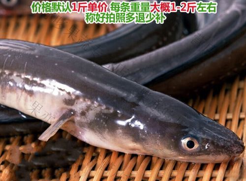 白鳝多少钱一斤_白鳝价格行情-第1张图片-山城妙识