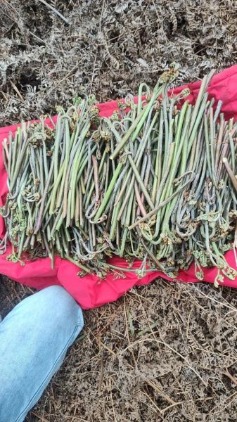 野生干蕨菜怎么做好吃_蕨菜泡发技巧-第2张图片-山城妙识 野生干蕨菜怎么做好吃_蕨菜泡发技巧-第2张图片-山城妙识