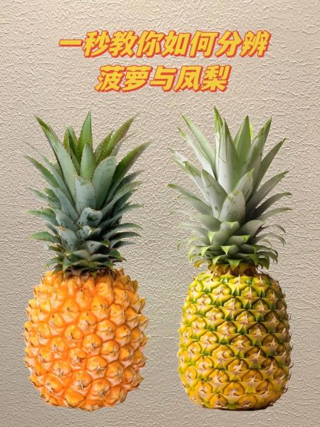 菠萝和凤梨哪个营养价值高_区别在哪里-第2张图片-山城妙识