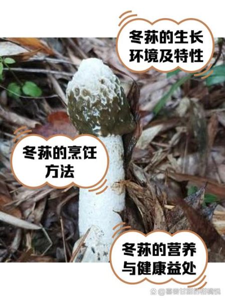 冬菇的功效与禁忌_冬菇什么人不能吃-第2张图片-山城妙识 冬菇的功效与禁忌_冬菇什么人不能吃-第2张图片-山城妙识