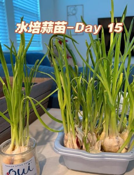 花盆种蒜苗多久能发芽_怎么让蒜苗长得粗壮-第1张图片-山城妙识 花盆种蒜苗多久能发芽_怎么让蒜苗长得粗壮-第1张图片-山城妙识