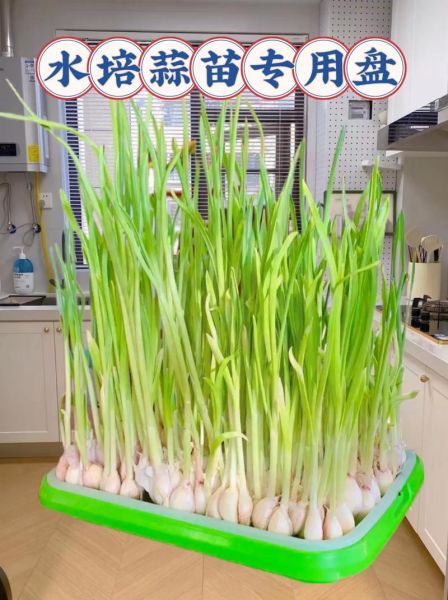 花盆种蒜苗多久能发芽_怎么让蒜苗长得粗壮-第2张图片-山城妙识 花盆种蒜苗多久能发芽_怎么让蒜苗长得粗壮-第2张图片-山城妙识