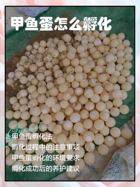 甲鱼蛋孵化温度多少合适_甲鱼蛋孵化过程图解-第1张图片-山城妙识 甲鱼蛋孵化温度多少合适_甲鱼蛋孵化过程图解-第1张图片-山城妙识
