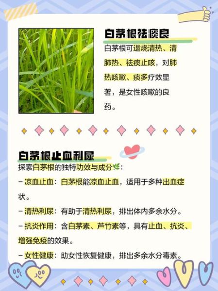 白茅根伤肝吗_白茅根对肝脏副作用真相-第2张图片-山城妙识 白茅根伤肝吗_白茅根对肝脏副作用真相-第2张图片-山城妙识