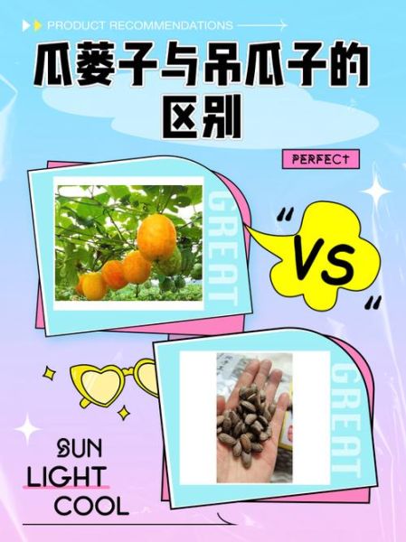 吊瓜子长什么样_吊瓜子图片果实如何辨别真假-第1张图片-山城妙识 吊瓜子长什么样_吊瓜子图片果实如何辨别真假-第1张图片-山城妙识