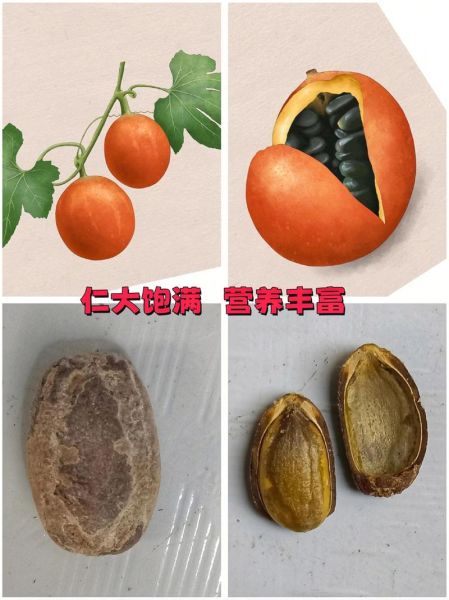 吊瓜子长什么样_吊瓜子图片果实如何辨别真假-第2张图片-山城妙识 吊瓜子长什么样_吊瓜子图片果实如何辨别真假-第2张图片-山城妙识