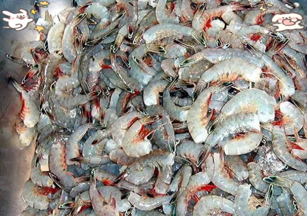 注胶虾怎么辨别_注胶虾吃了有什么危害-第1张图片-山城妙识 注胶虾怎么辨别_注胶虾吃了有什么危害-第1张图片-山城妙识