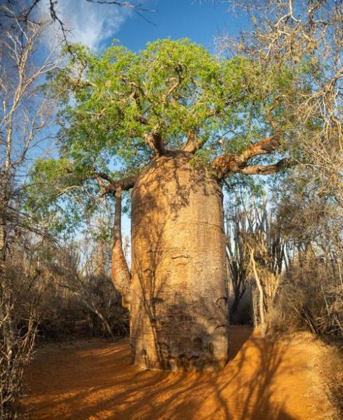 猴面包树能活多久_猴面包树为什么耐旱-第1张图片-山城妙识 猴面包树能活多久_猴面包树为什么耐旱-第1张图片-山城妙识