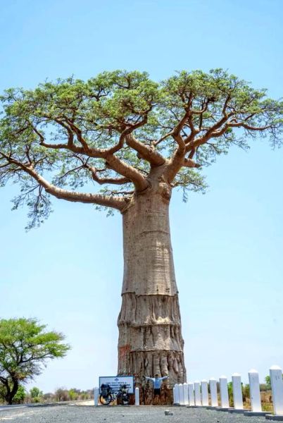 猴面包树能活多久_猴面包树为什么耐旱-第2张图片-山城妙识 猴面包树能活多久_猴面包树为什么耐旱-第2张图片-山城妙识