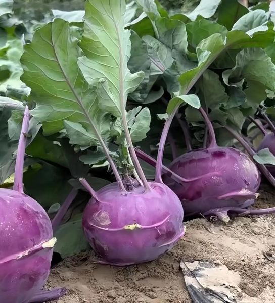 苤蓝怎么吃最有营养价值_苤蓝生吃还是熟吃好-第3张图片-山城妙识 苤蓝怎么吃最有营养价值_苤蓝生吃还是熟吃好-第3张图片-山城妙识