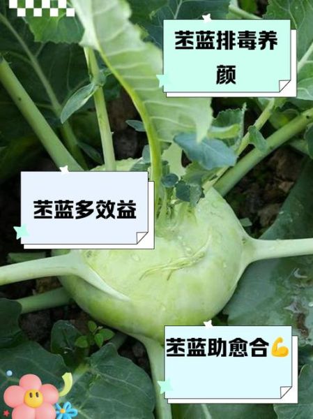 苤蓝怎么吃最有营养价值_苤蓝生吃还是熟吃好-第2张图片-山城妙识 苤蓝怎么吃最有营养价值_苤蓝生吃还是熟吃好-第2张图片-山城妙识