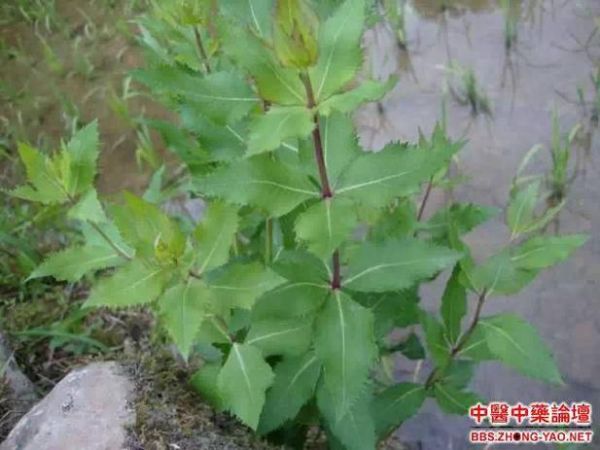 东北狗宝咸菜是什么植物_狗宝咸菜原料揭秘-第1张图片-山城妙识 东北狗宝咸菜是什么植物_狗宝咸菜原料揭秘-第1张图片-山城妙识