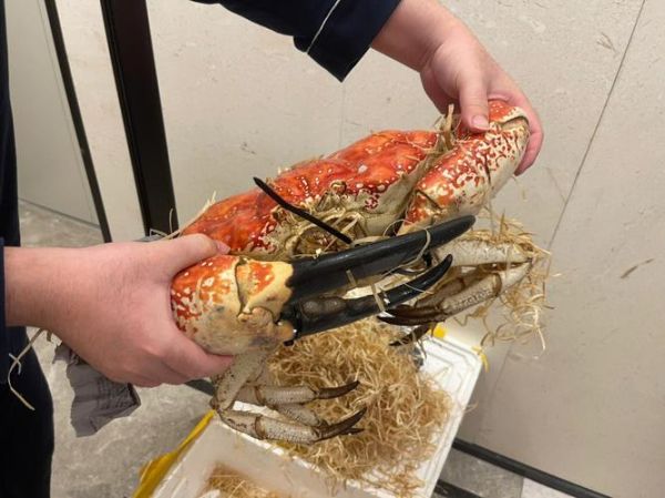 帝王蟹最大多少斤_世界纪录多少斤-第3张图片-山城妙识