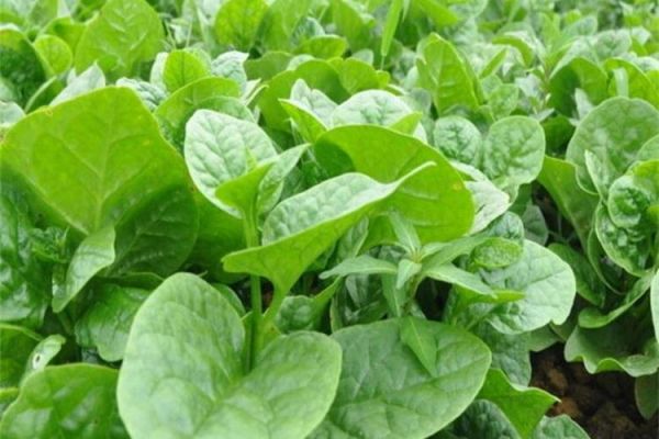 木耳菜吃前必须要焯水吗_木耳菜焯水多久-第2张图片-山城妙识 木耳菜吃前必须要焯水吗_木耳菜焯水多久-第2张图片-山城妙识