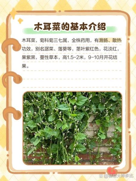 木耳菜吃前必须要焯水吗_木耳菜焯水多久-第3张图片-山城妙识 木耳菜吃前必须要焯水吗_木耳菜焯水多久-第3张图片-山城妙识