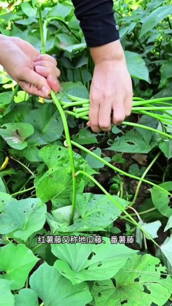 山芋藤怎么炒好吃_山芋藤要焯水吗-第3张图片-山城妙识