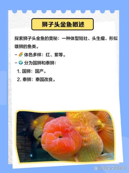 狮子头金鱼怎么养_狮子头金鱼图片高清-第1张图片-山城妙识 狮子头金鱼怎么养_狮子头金鱼图片高清-第1张图片-山城妙识
