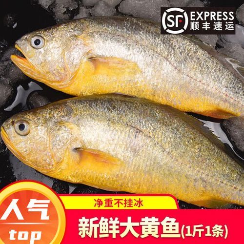 黄瓜鱼多少钱一斤_黄瓜鱼价格行情-第1张图片-山城妙识