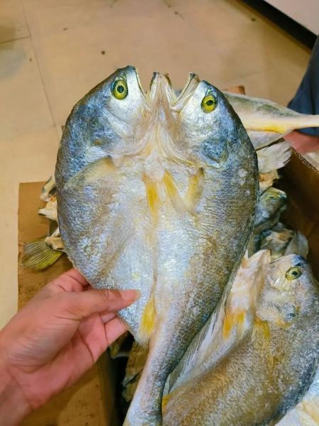 黄瓜鱼多少钱一斤_黄瓜鱼价格行情-第3张图片-山城妙识