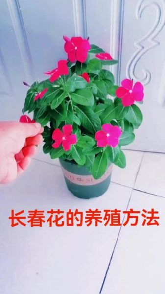 长春花冬天怎么养_长春花冬季养护方法-第3张图片-山城妙识