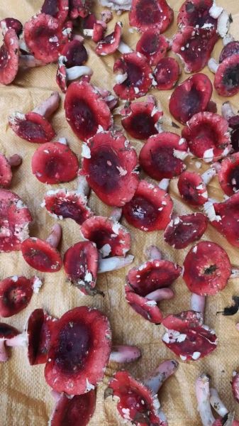 红蘑菇可以吃吗_红蘑菇有毒吗-第1张图片-山城妙识