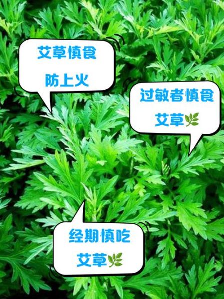 艾叶的副作用有哪些_艾叶的禁忌人群-第3张图片-山城妙识