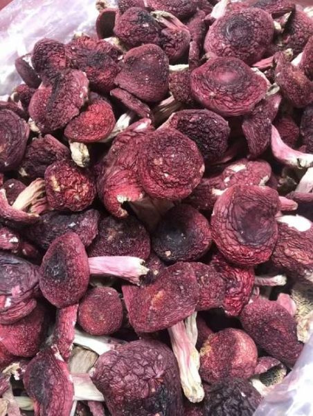 红蘑菇可以吃吗_红蘑菇有毒吗-第2张图片-山城妙识