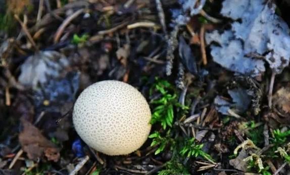 红蘑菇可以吃吗_红蘑菇有毒吗-第3张图片-山城妙识