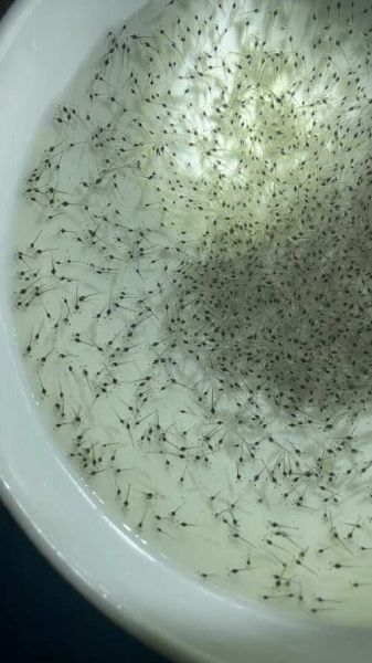 斑节对虾苗价格_斑节对虾苗怎么养-第3张图片-山城妙识