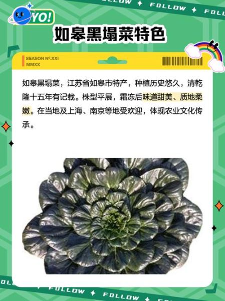 塌菜什么时候种_塌菜种植方法步骤-第3张图片-山城妙识