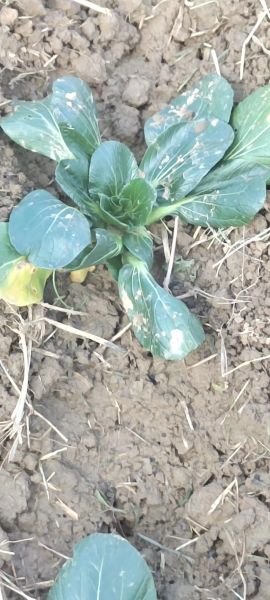 塌菜什么时候种_塌菜种植方法步骤-第1张图片-山城妙识