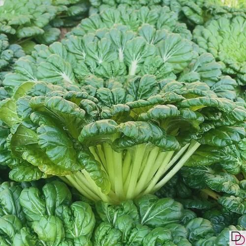 塌菜什么时候种_塌菜种植方法步骤-第2张图片-山城妙识