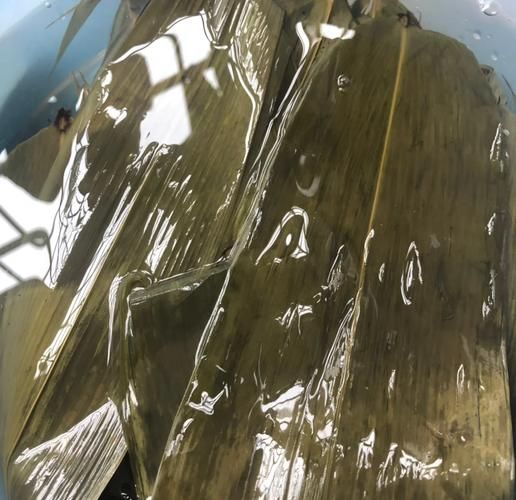 干粽叶怎么处理_干粽叶泡多久才软-第1张图片-山城妙识 干粽叶怎么处理_干粽叶泡多久才软-第1张图片-山城妙识